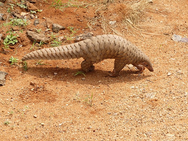 Palawan pangolin: the amazing mammal that rolls into a ball of scaly armor | One Earth